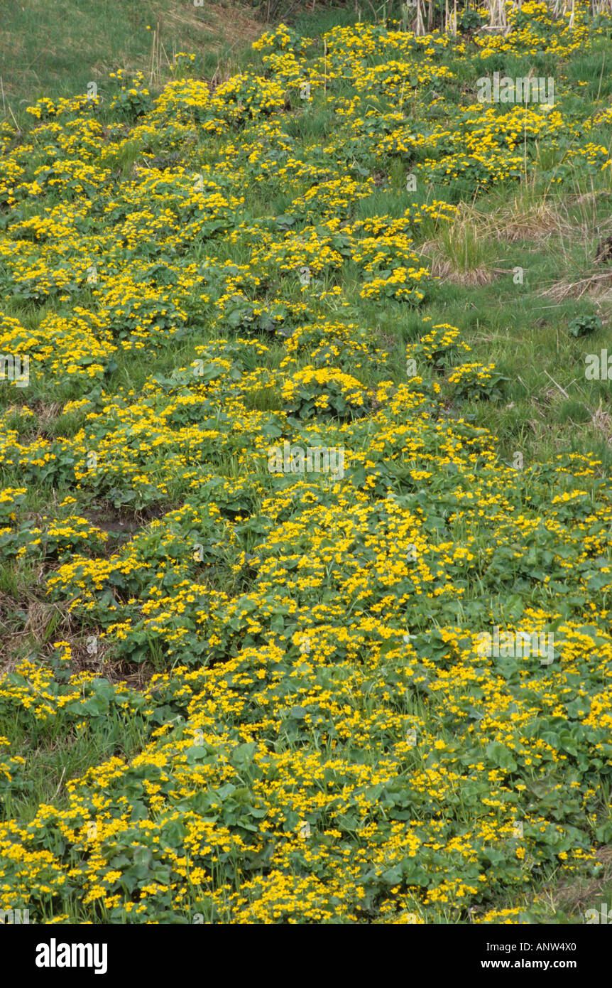Full marsh marigold plant hi-res stock photography and images - Alamy