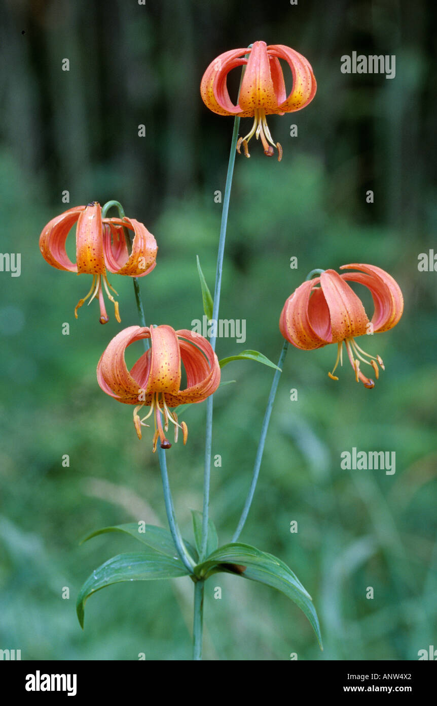 Michigan Lily, Lilium michiganensa Stock Photo - Alamy