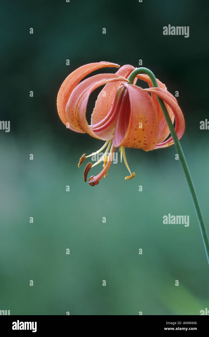 Michigan Lily, Lilium michiganensa Stock Photo - Alamy