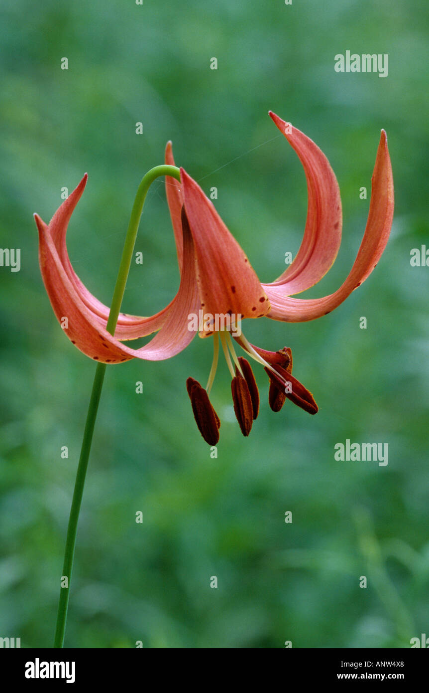 Michigan Lily, Lilium michiganensa Stock Photo - Alamy