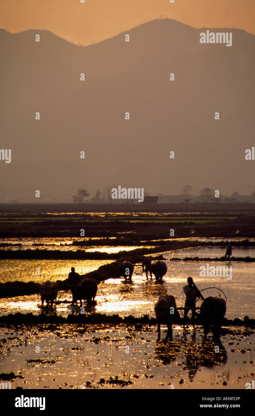 Carabao plowing rice field hi-res stock photography and images - Alamy