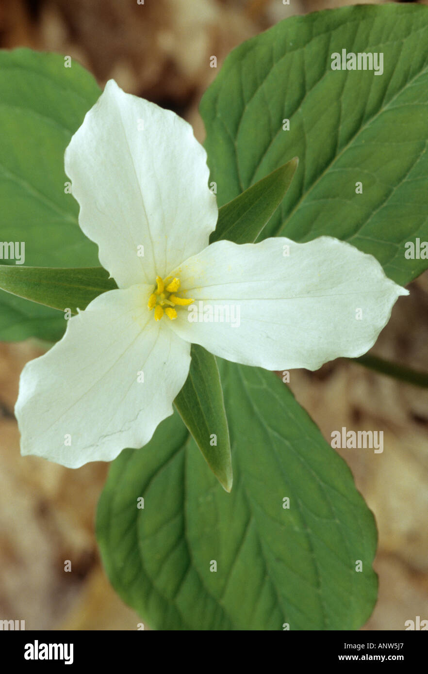 Trillium species hi-res stock photography and images - Alamy