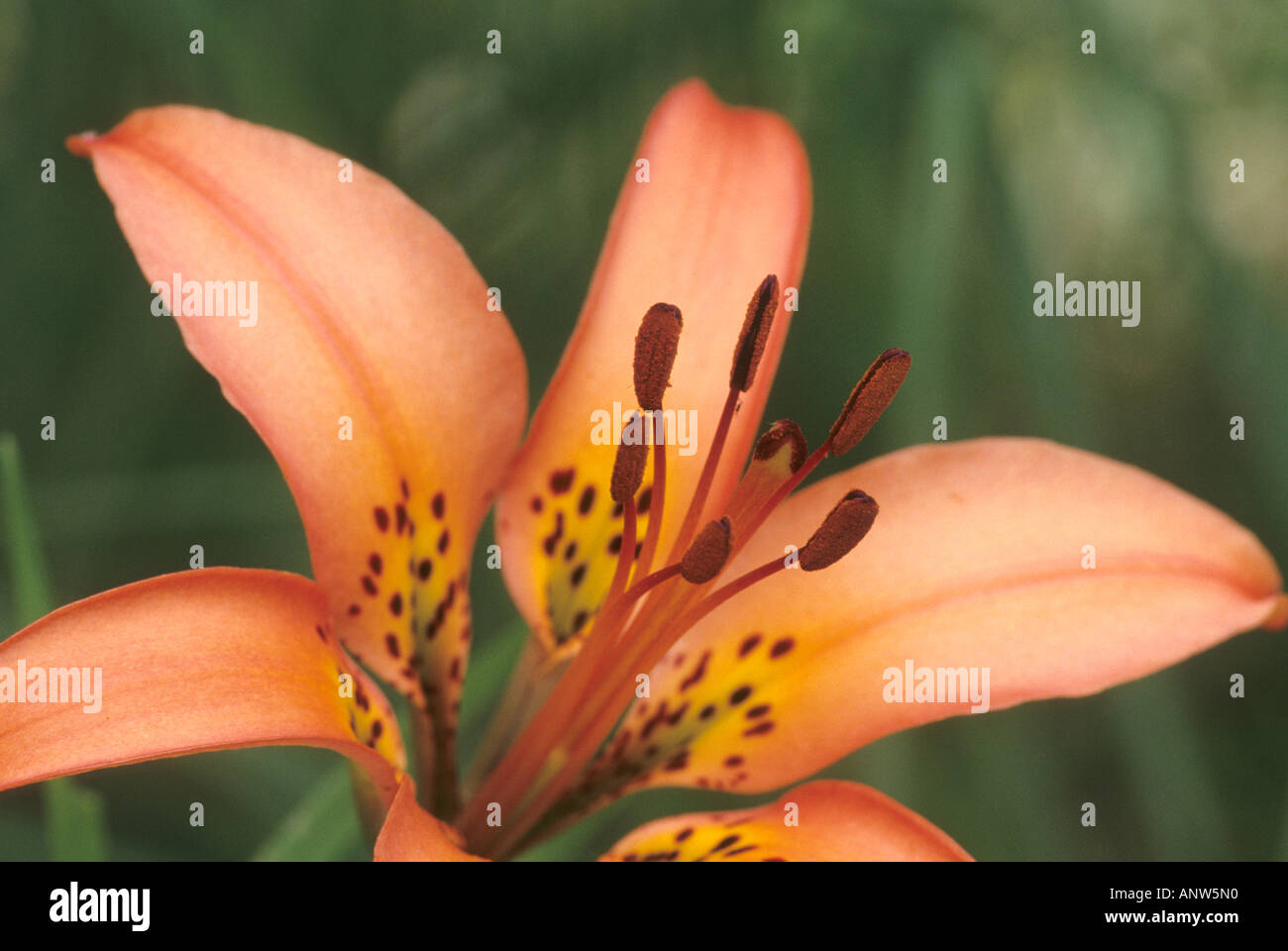 Philadelphicum hi-res stock photography and images - Alamy