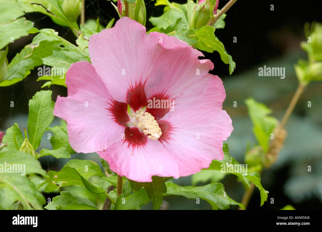 Rose-of-Sharon, Hibiscus syriacus Stock Photo - Alamy