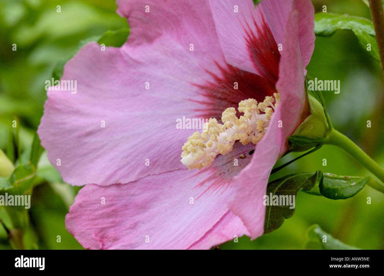 Rose-of-Sharon, Hibiscus syriacus Stock Photo - Alamy