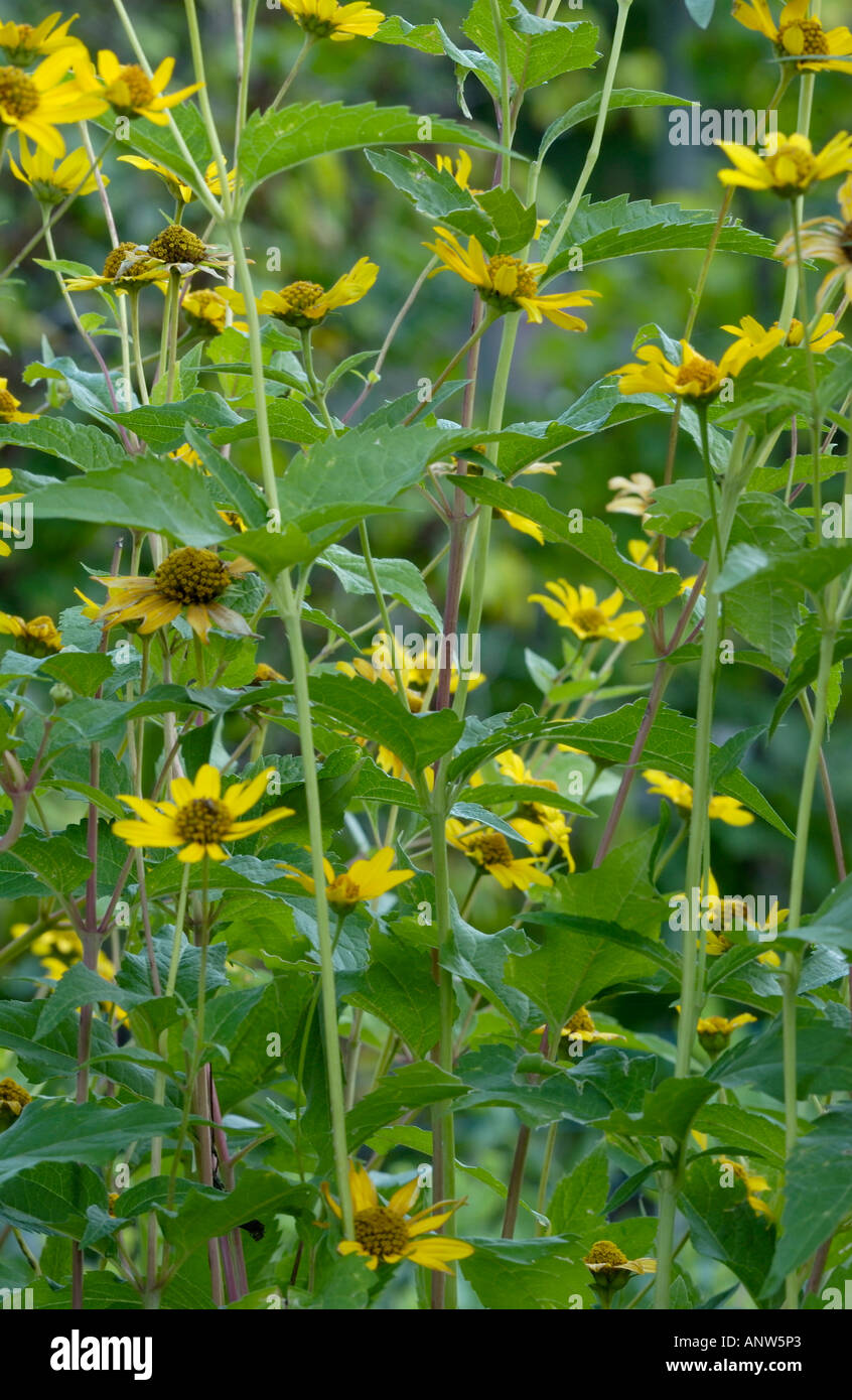 Woodland Sunflower, Helianthus strumosus Stock Photo - Alamy
