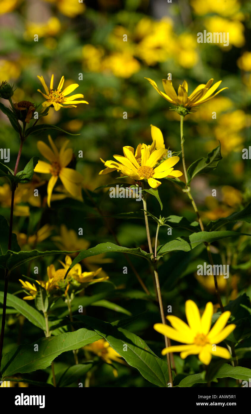Oxeye or False Sunflower, Heliopsis helianthoides Stock Photo - Alamy