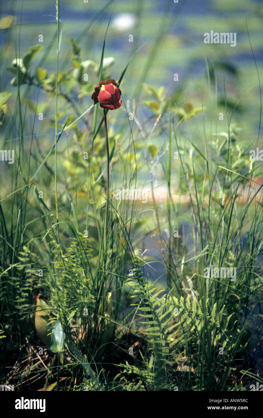 Northern Pitcher Plant, Sarracenia purpurea Stock Photo - Alamy