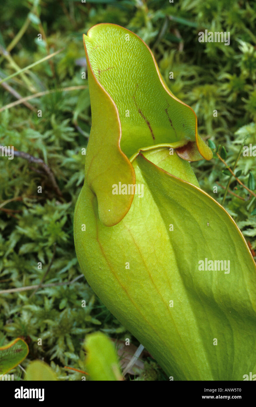 Northern Pitcher Plant, Sarracenia purpurea Stock Photo - Alamy