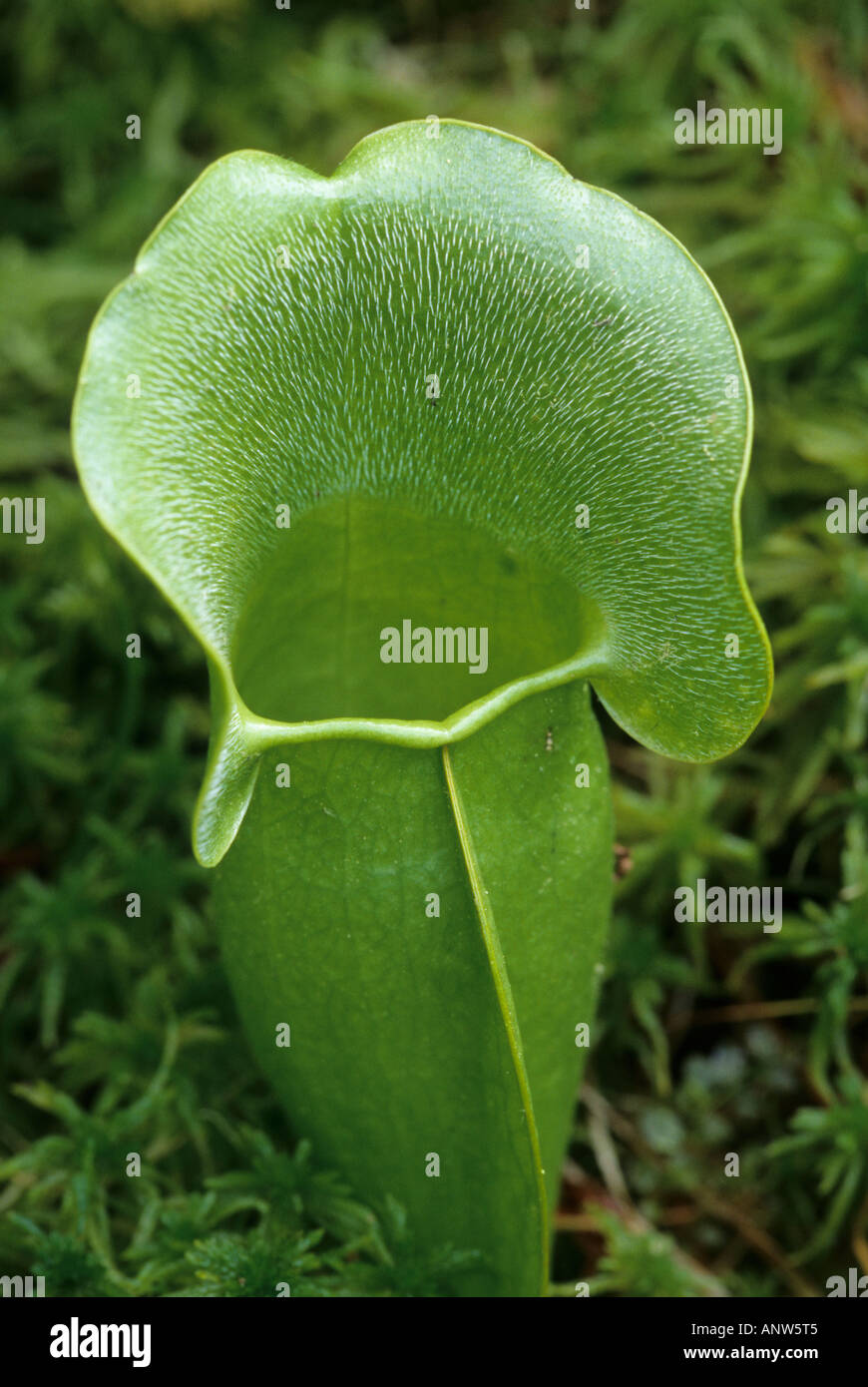Insectivorous northern pitcher plant hi-res stock photography and ...