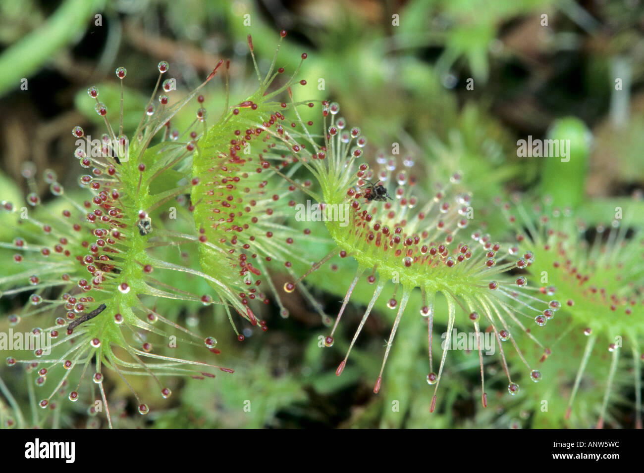 Round-leaved Sundew, Drosera rotundiflora Stock Photo - Alamy