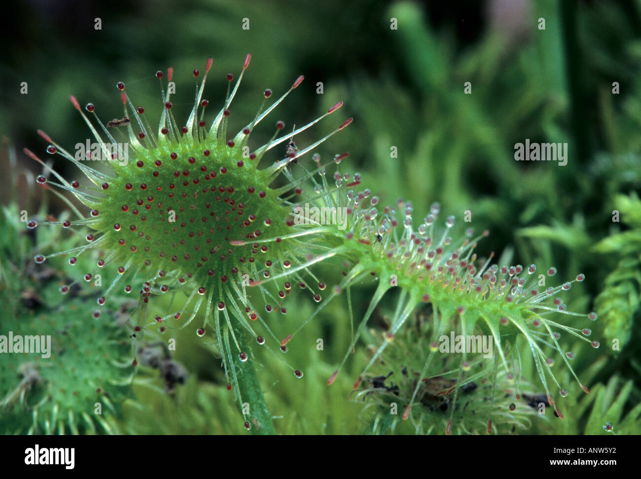 Round-leaved Sundew, Drosera rotundiflora Stock Photo - Alamy