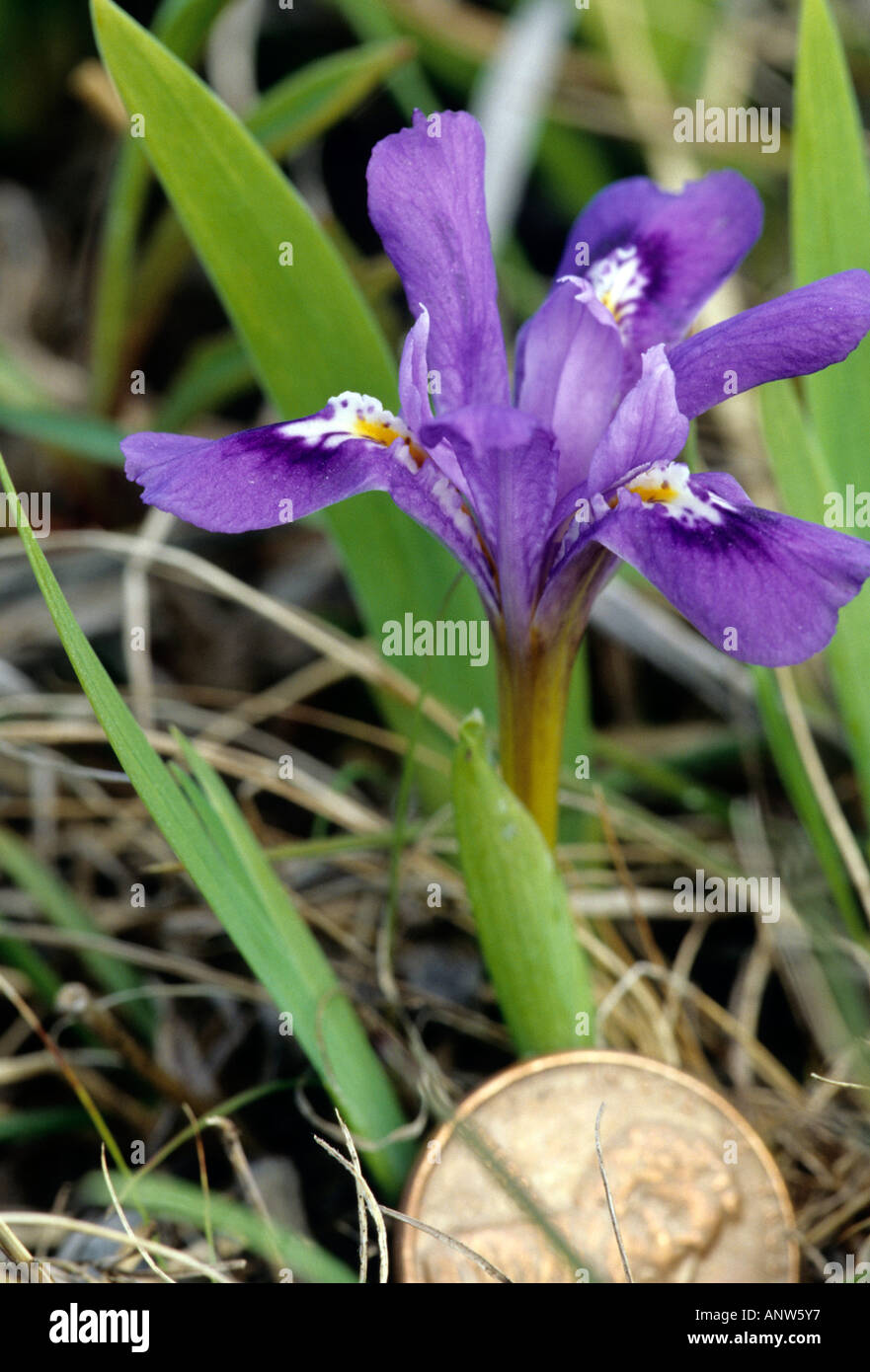 Dwarf Lake Iris, Iris lacustris Stock Photo - Alamy
