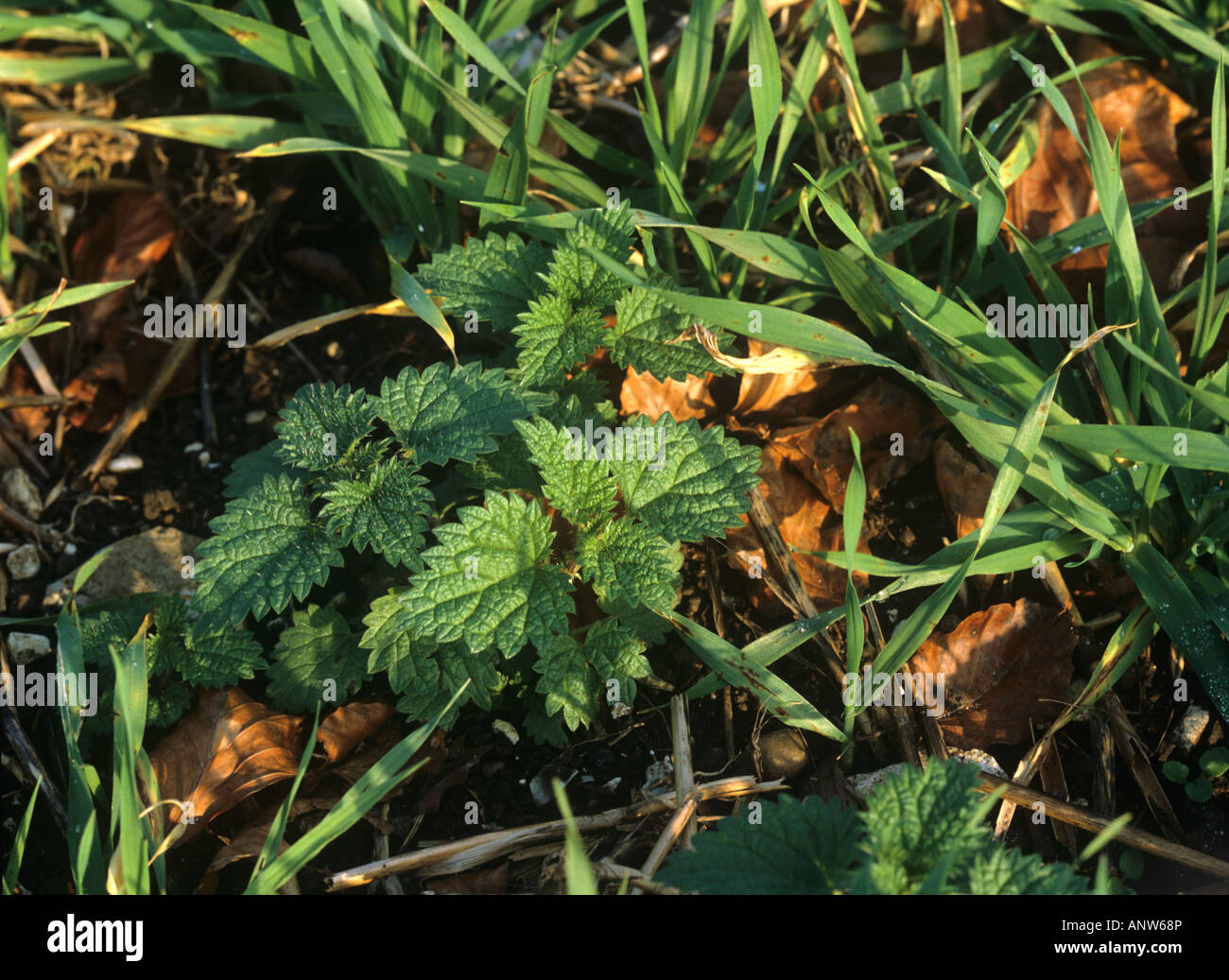 Stinging nettle Urtica dioica shoots in young barley crop in autumn ...