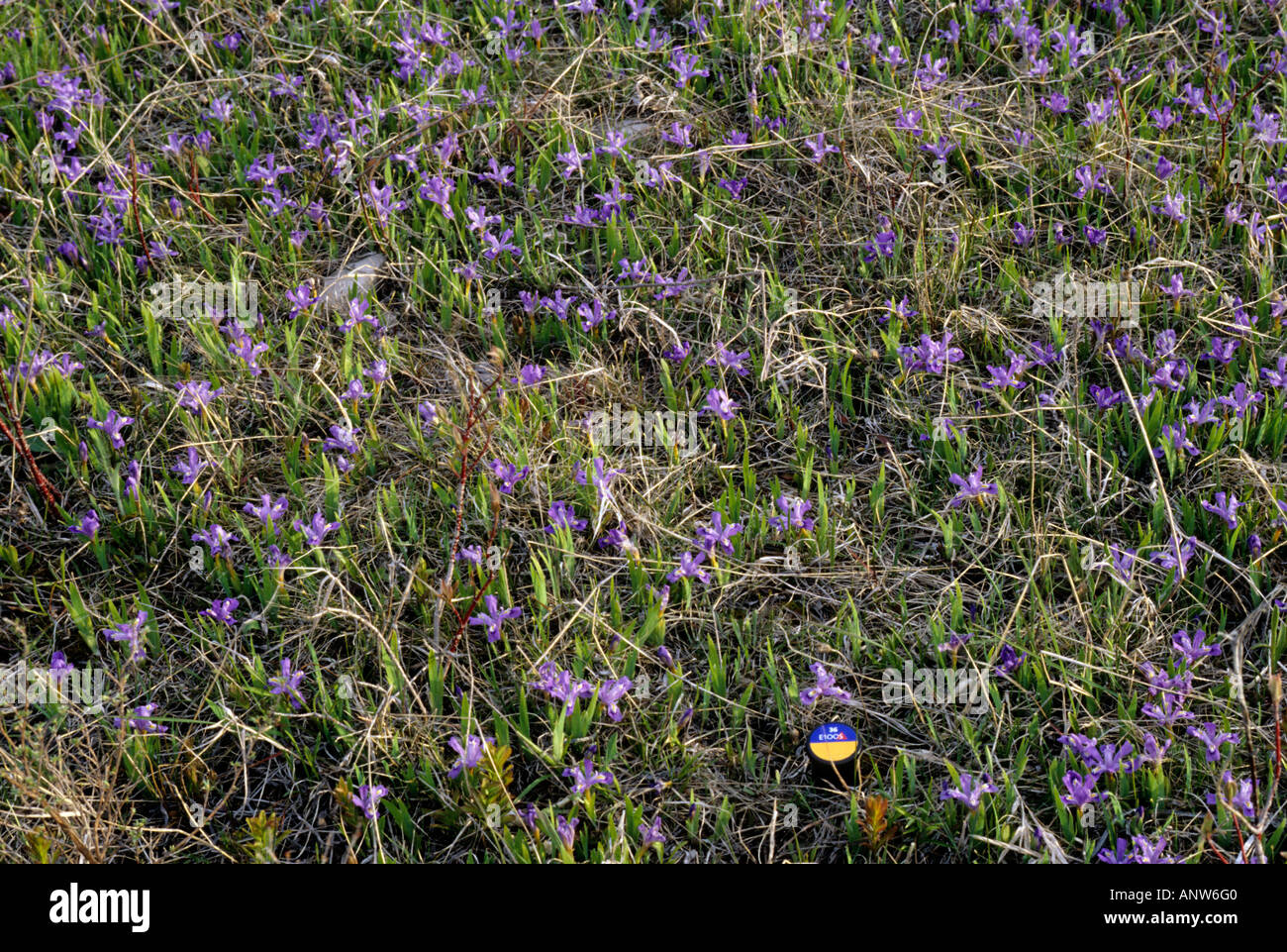 Dwarf Lake Iris, Iris lacustris Stock Photo - Alamy