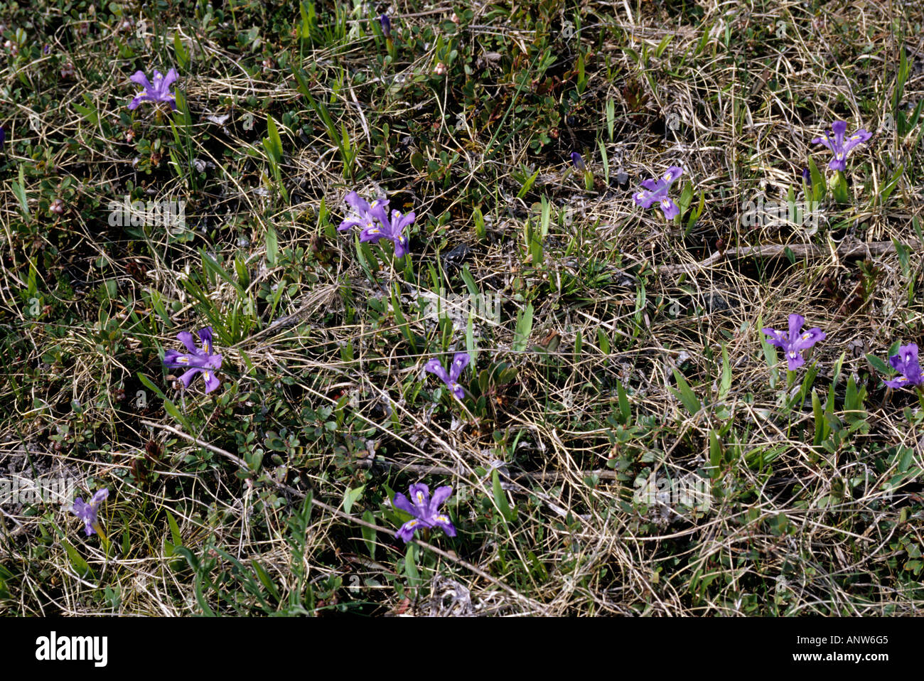 Dwarf Lake Iris, Iris lacustris Stock Photo - Alamy