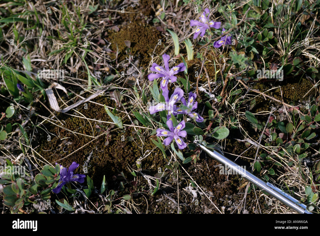 Dwarf Lake Iris, Iris lacustris Stock Photo - Alamy