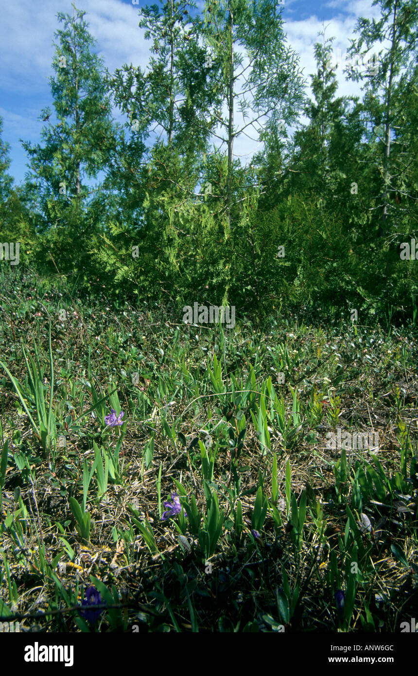 Dwarf Lake Iris, Iris lacustris Stock Photo - Alamy
