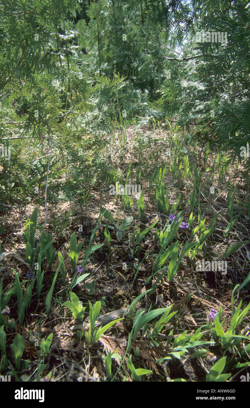 Dwarf Lake Iris, Iris lacustris Stock Photo - Alamy