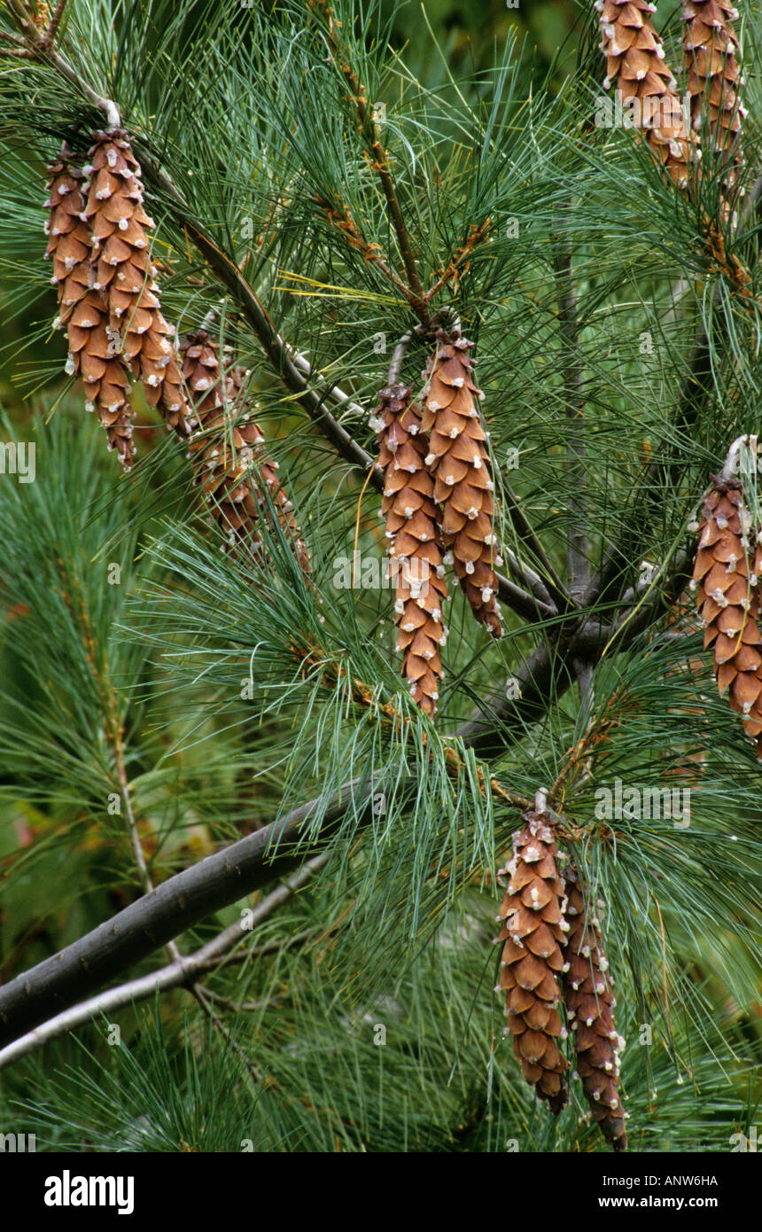 Eastern White Pine, Pinus strobus Stock Photo - Alamy
