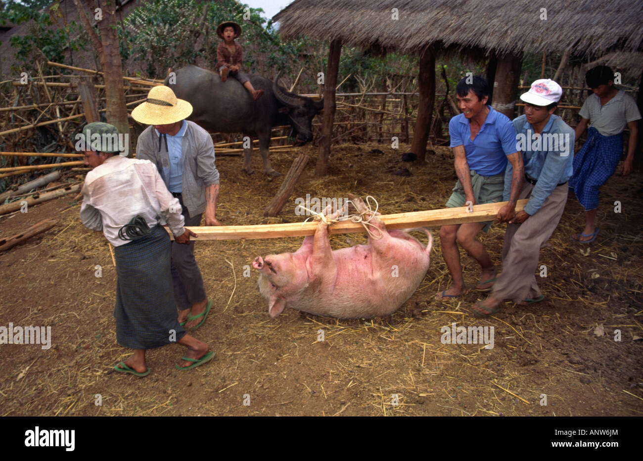 Carry pig hi-res stock photography and images - Alamy
