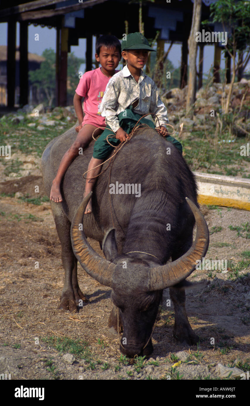 Asia boys water buffalo hi-res stock photography and images - Alamy