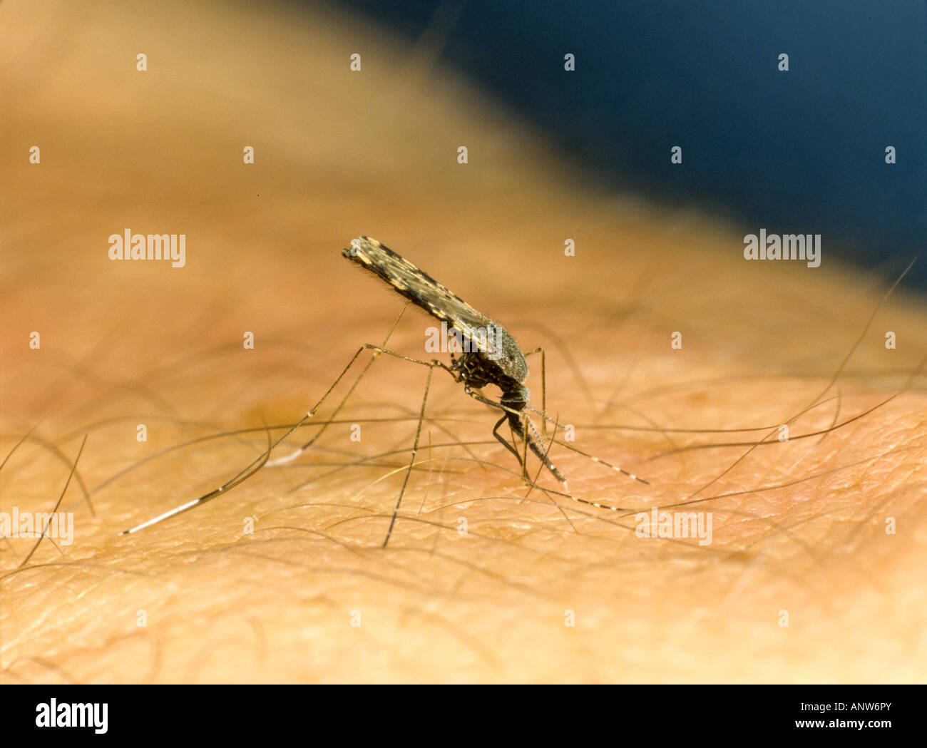Female anopheles mosquito hi-res stock photography and images - Alamy