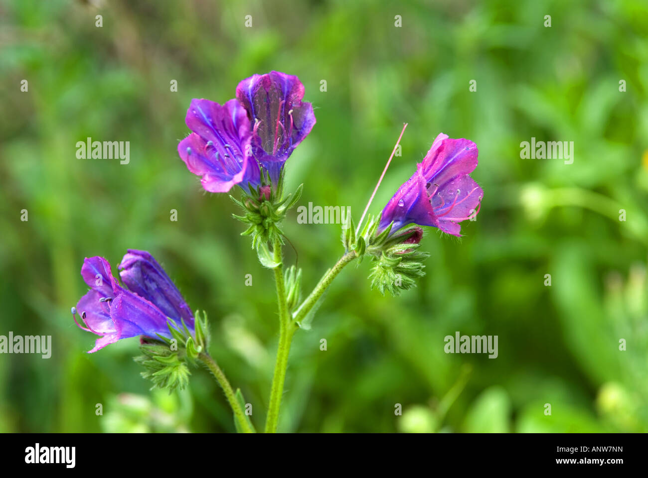 Purple Viper's Bugloss (Echium plantagineum Stock Photo - Alamy