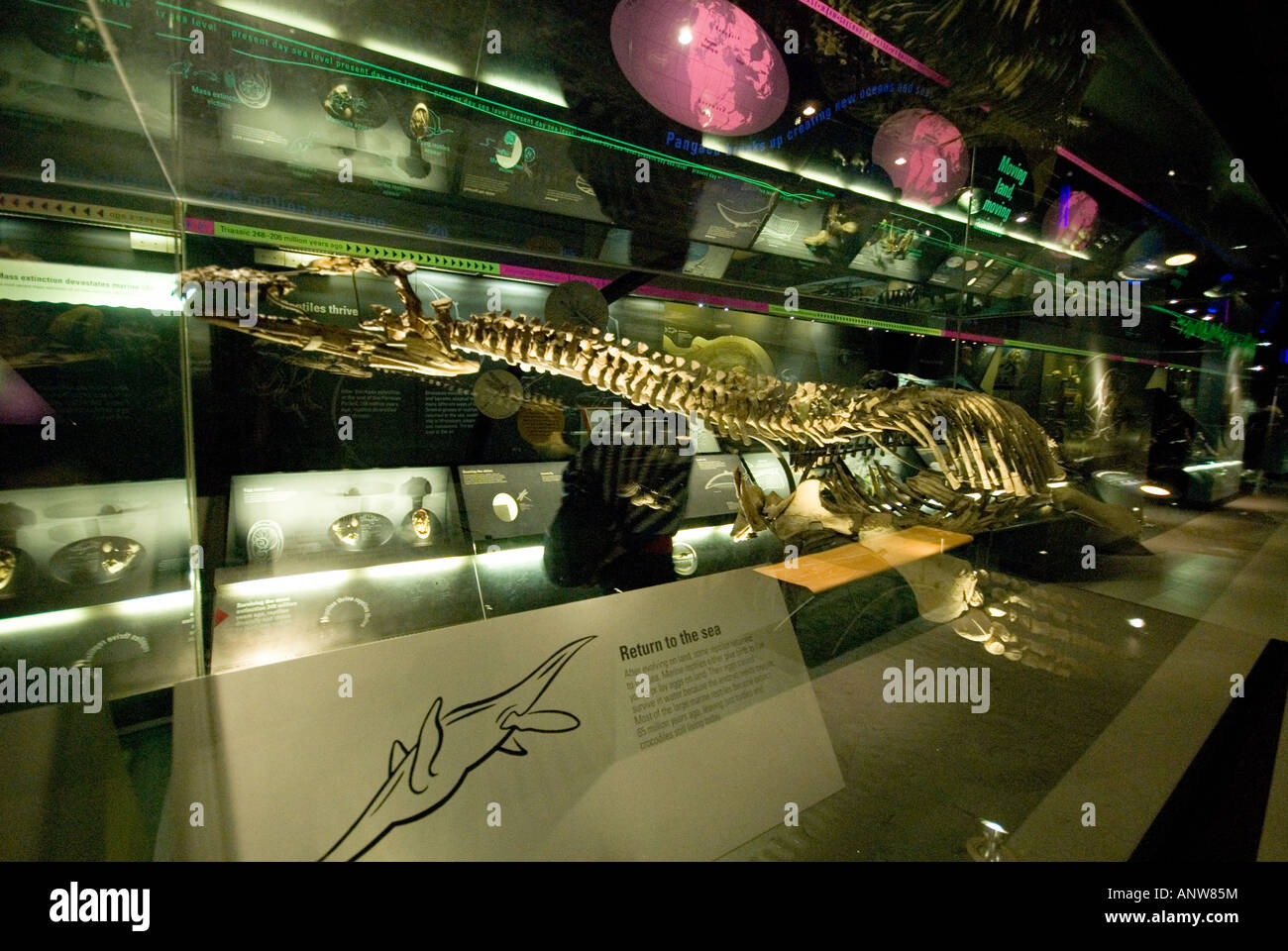 Natural History Museum London Dinosaur High Resolution Stock ...