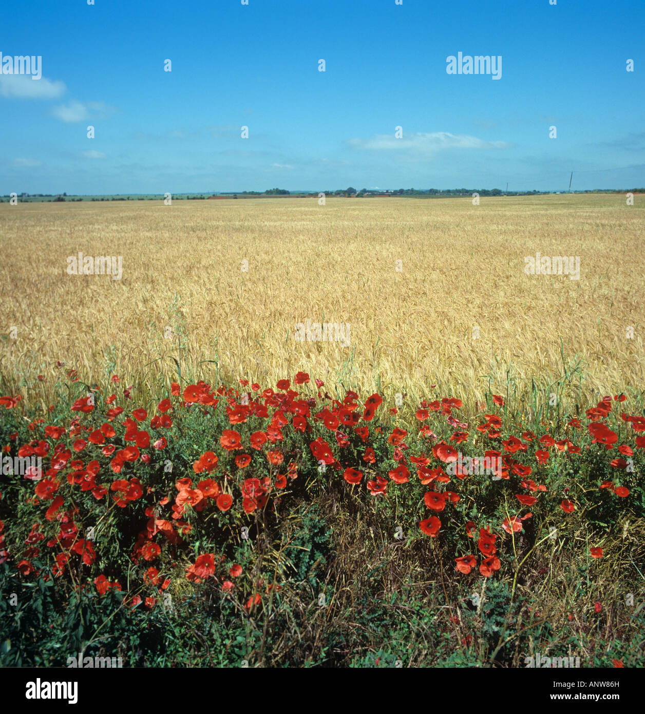 Corn poppies Papaver rhoeas flowering in the headland of a ripe barley ...