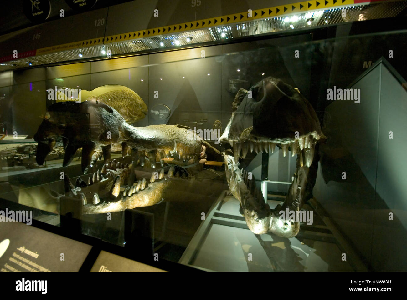 Natural History Museum dinosaur London Stock Photo - Alamy