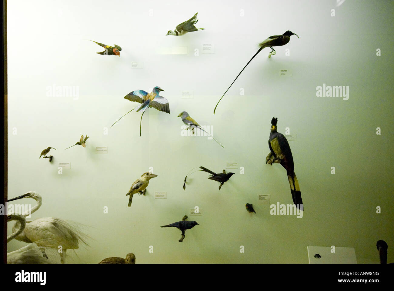Natural History Museum rare birds embalmed London Stock Photo - Alamy