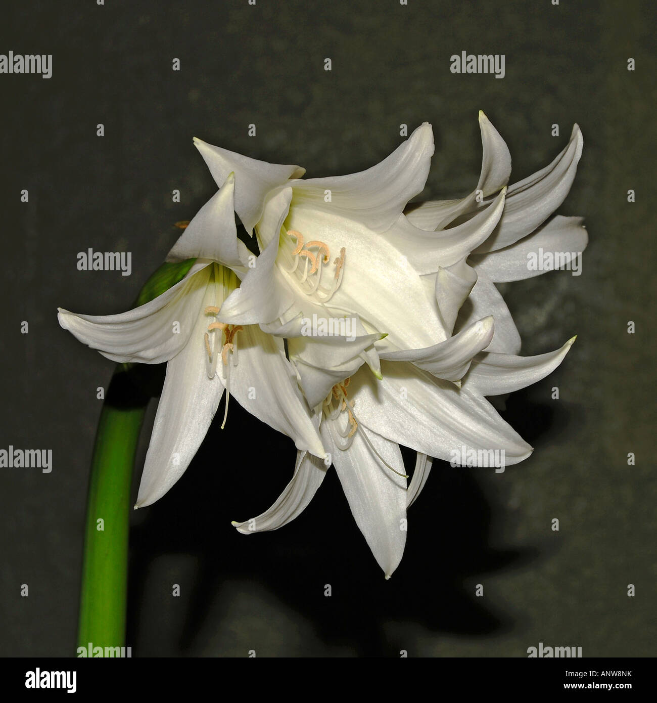 Crinum x powellii 'Album' Stock Photo - Alamy