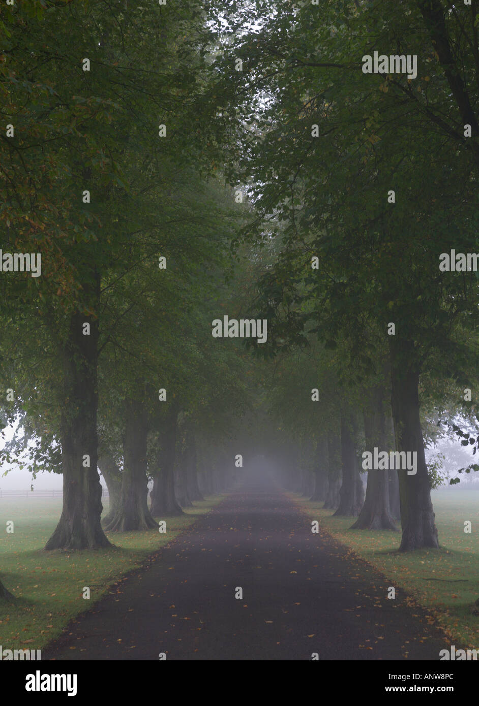 Looking down a long tree lined misty avenue at the Royal Agricultural ...