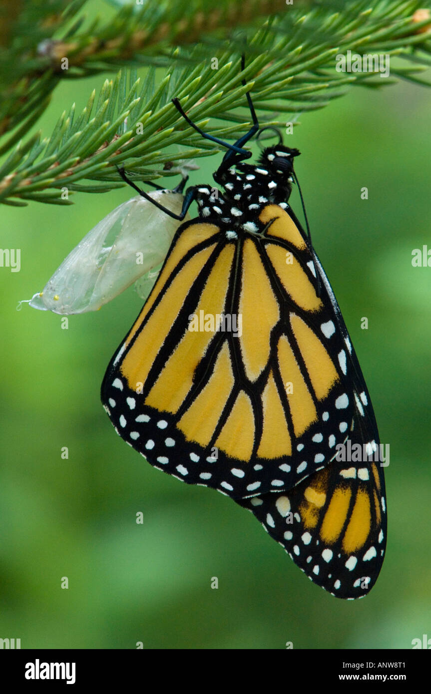 Monarch Butterfly Danaus Plexippus Adult Freshly Emerged From