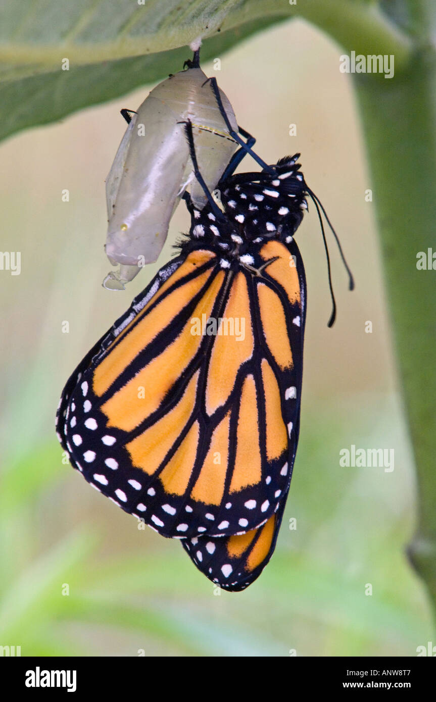 Monarch Butterfly Danaus Plexippus Adult Freshly Emerged From