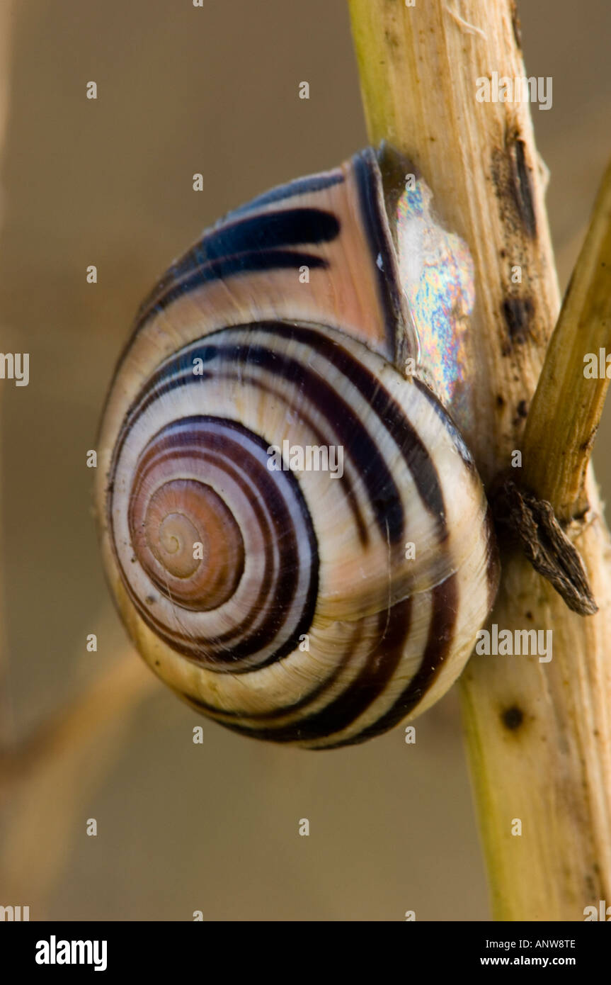 Hibernating snails hi-res stock photography and images - Alamy