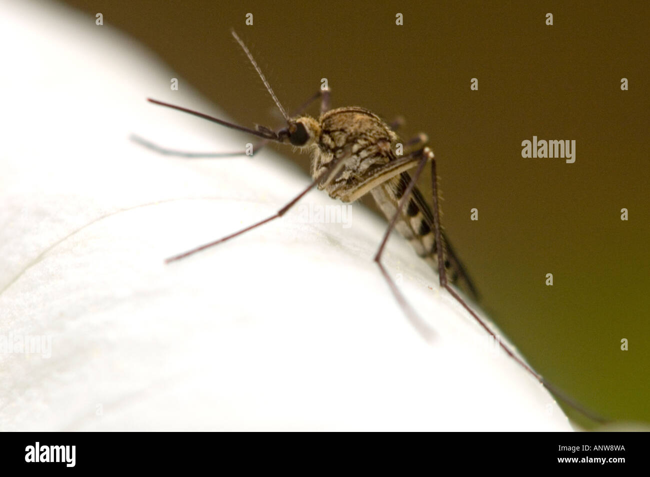 Mosquito resting on trillium flower Kagawong Manitoulin Island Ontario ...