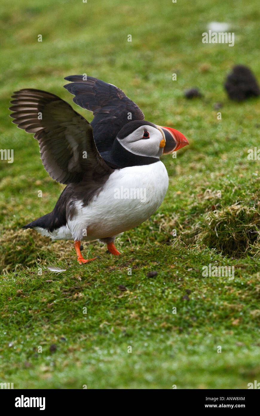 Atlantic Puffin (Fratercula arctica), wing flapping at burrow Stock ...