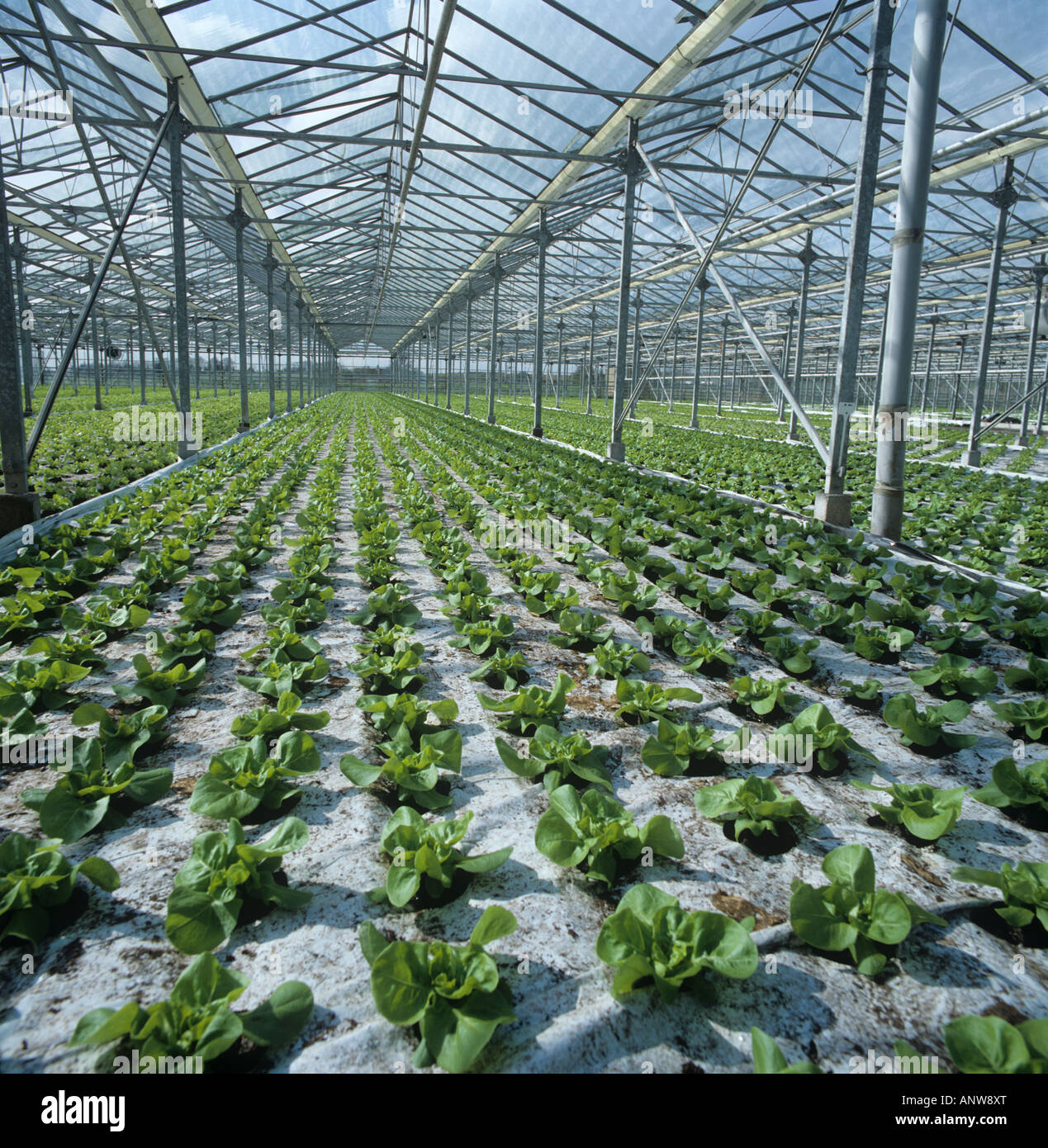 Cabbage lettuces growing in hydroponic glasshouse Hertfordshire Stock ...