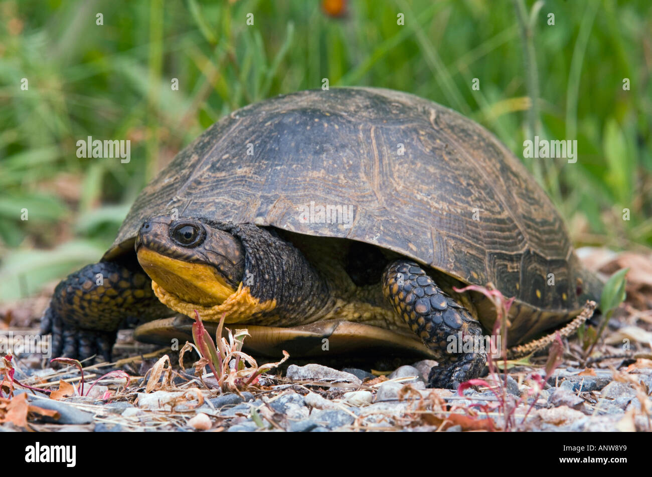 Blanding's turtle hi-res stock photography and images - Alamy