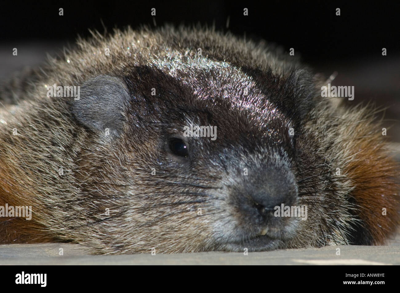 Groundhog Marmota monax Loafing in woodpile near garden Ontario, Canada ...