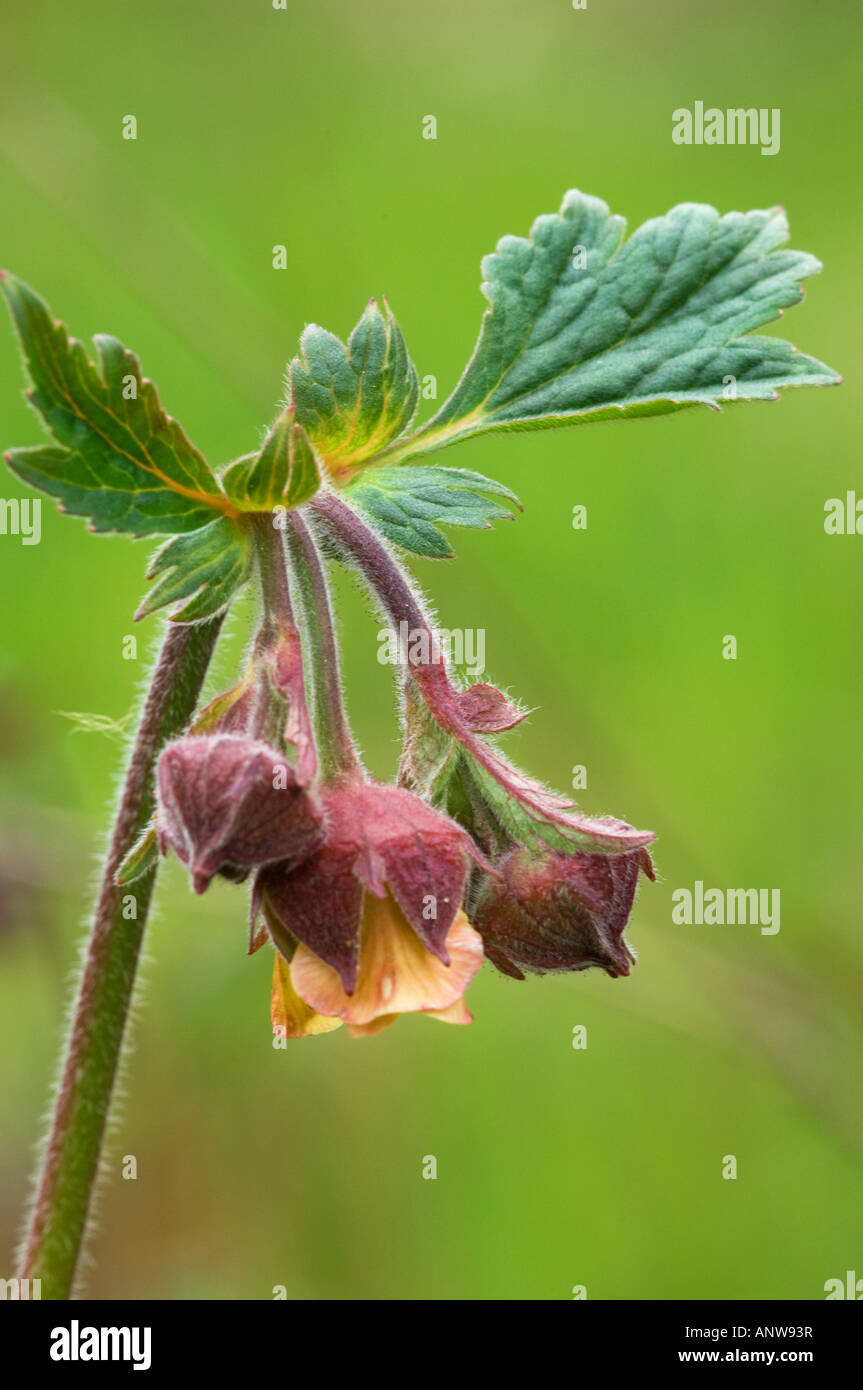 Geum aven leaves hi-res stock photography and images - Alamy