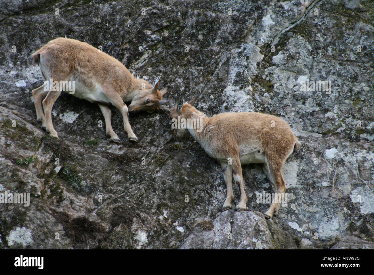Markhor hi-res stock photography and images - Alamy