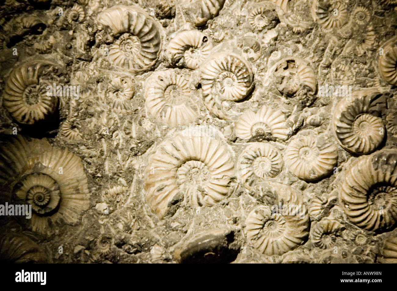Sea Shells Fossil in the Natural History Museum London Stock Photo - Alamy