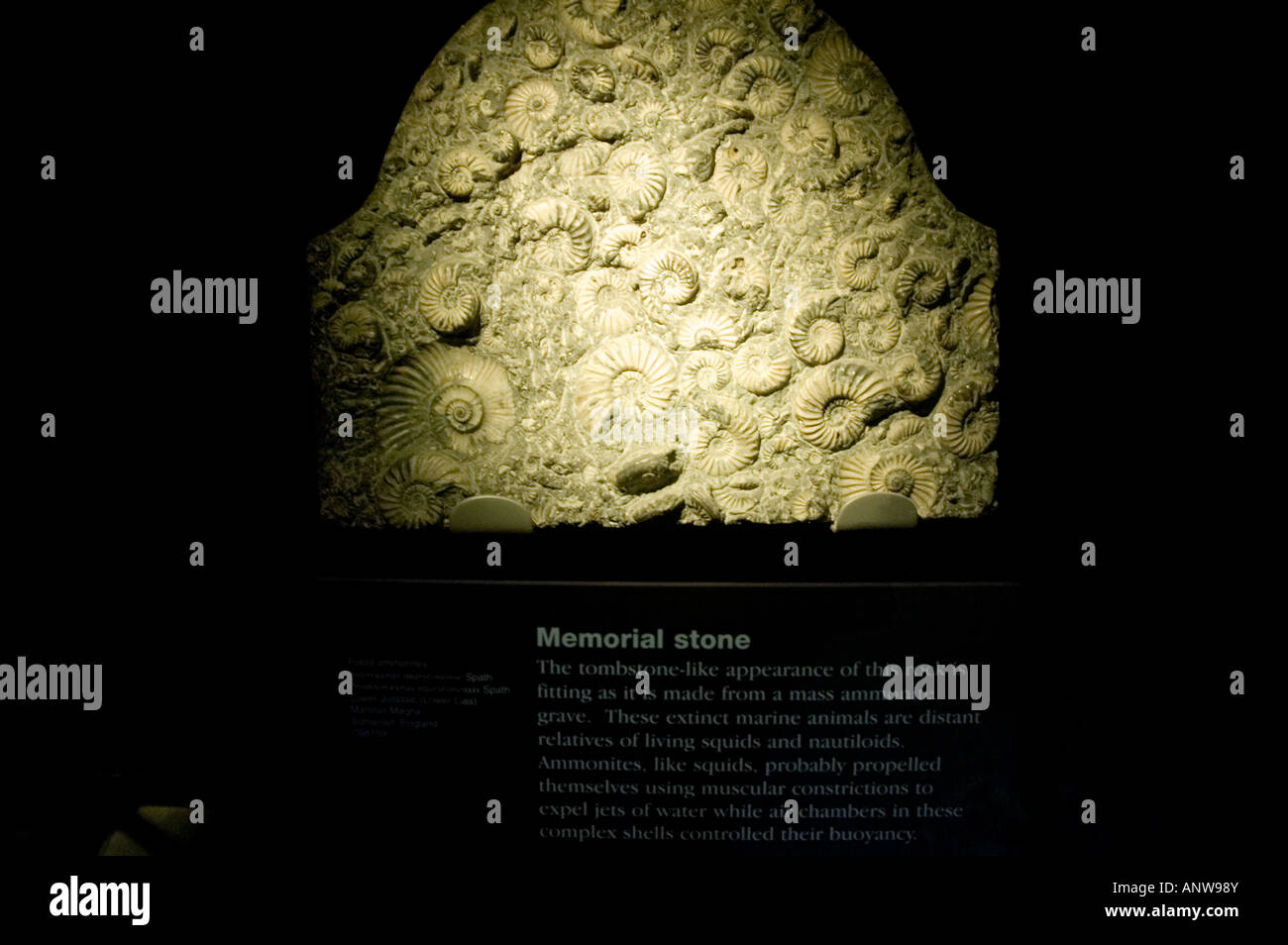 Sea Shells Fossil in the Natural History Museum London Stock Photo - Alamy