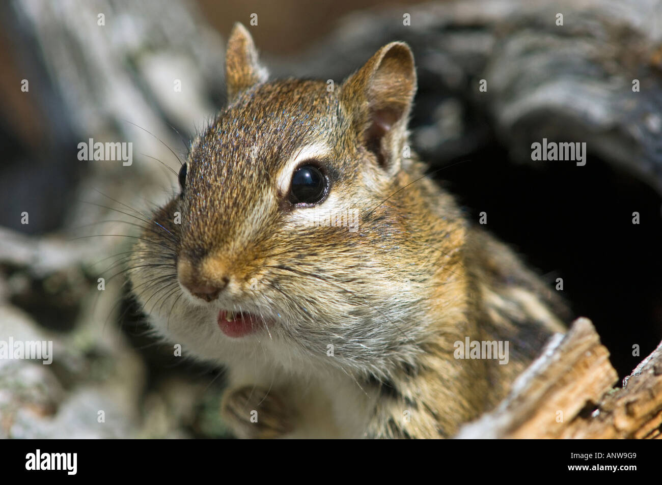 Eastern chipmunk (Tamias striatus) Gathering seeds in cheek pouches ...