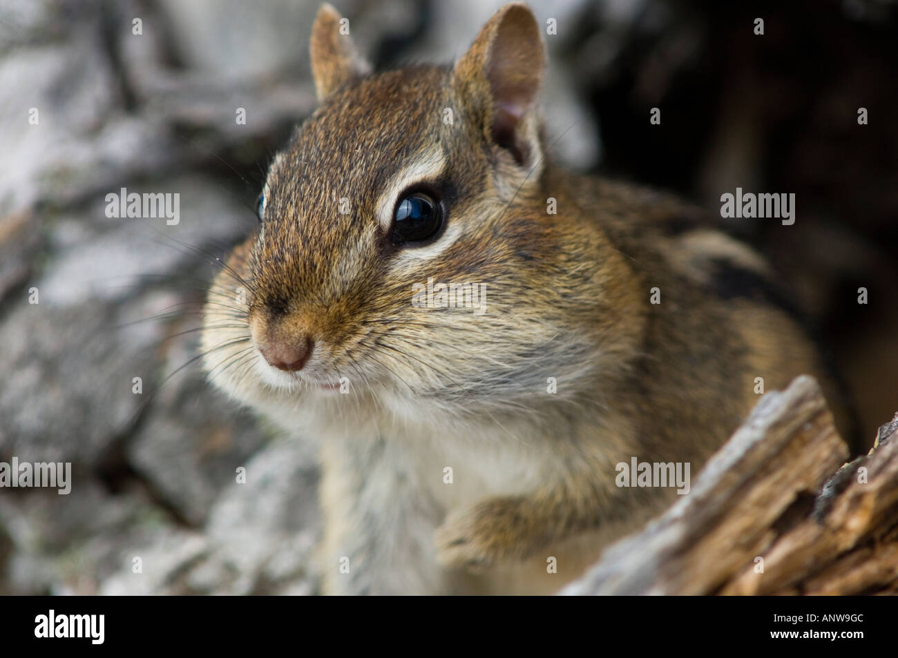 Eastern chipmunk (Tamias striatus) Gathering seeds in cheek pouches ...