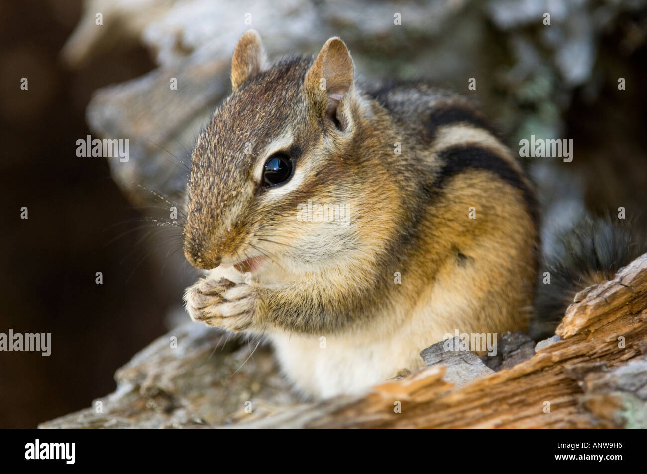 Cheek Pouches High Resolution Stock Photography and Images - Alamy