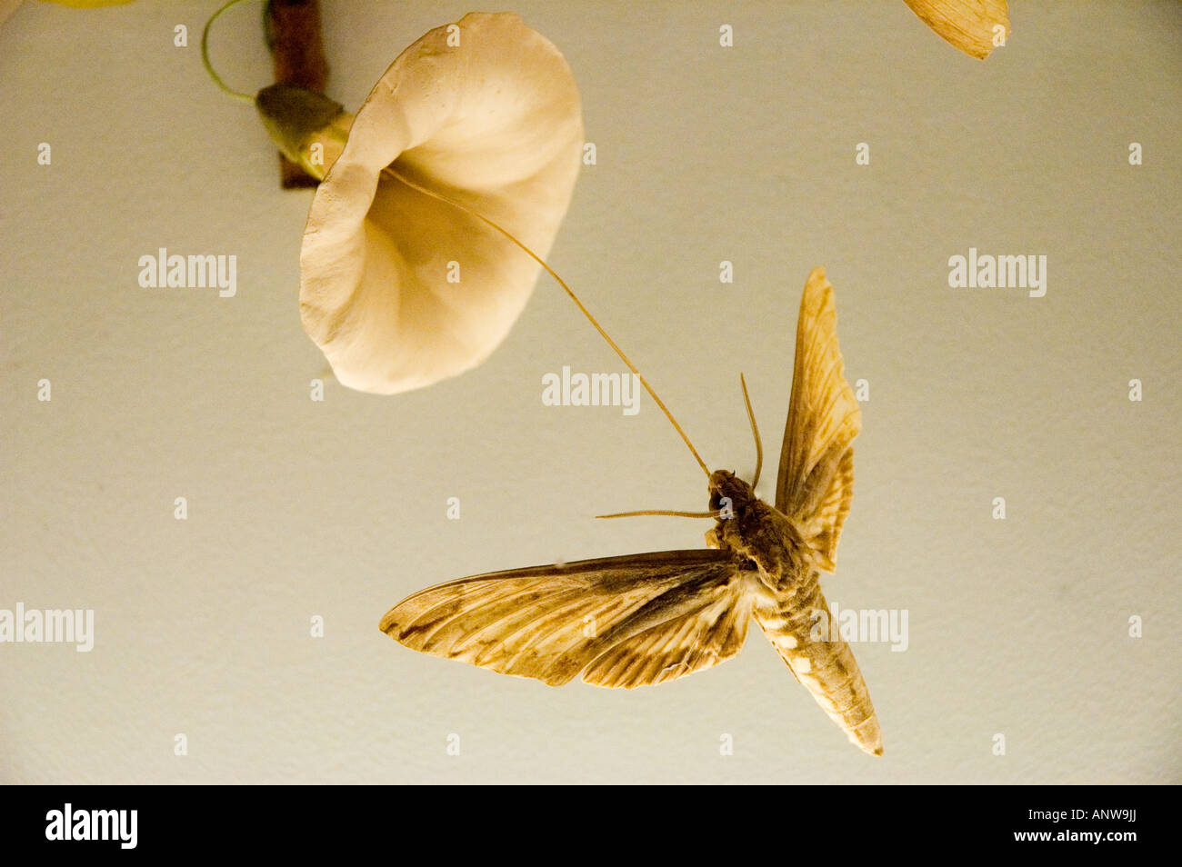 moth eat from a flower Natural History Museum London Stock Photo - Alamy